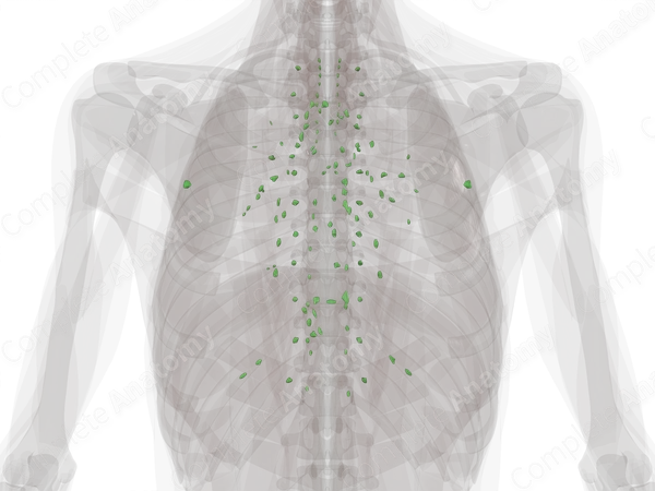 Thoracic Lymph Nodes | Complete Anatomy