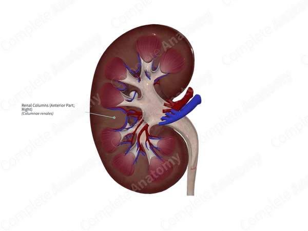 Coluna Renal