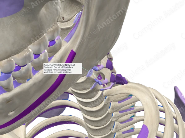 Superior Vertebral Notch of Seventh Cervical Vertebra (Right ...