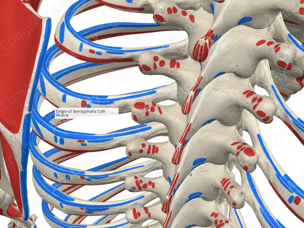 Origin of Semispinalis Colli Muscle | Complete Anatomy