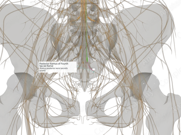 Posterior Ramus of Fourth Sacral Nerve (Left) | Complete Anatomy