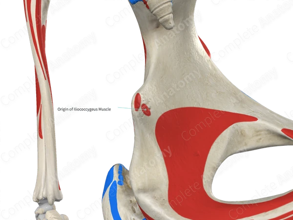 Origin of Iliococcygeus Muscle | Complete Anatomy