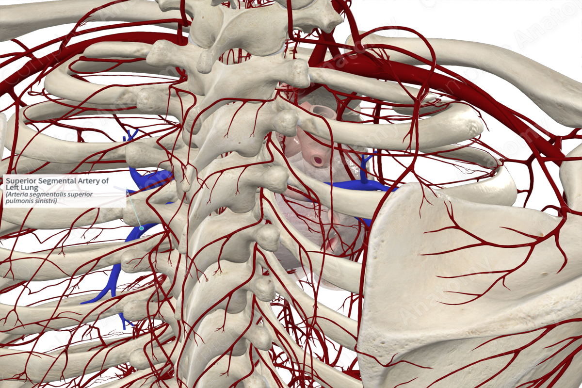 Superior Segmental Artery Of Left Lung Complete Anatomy