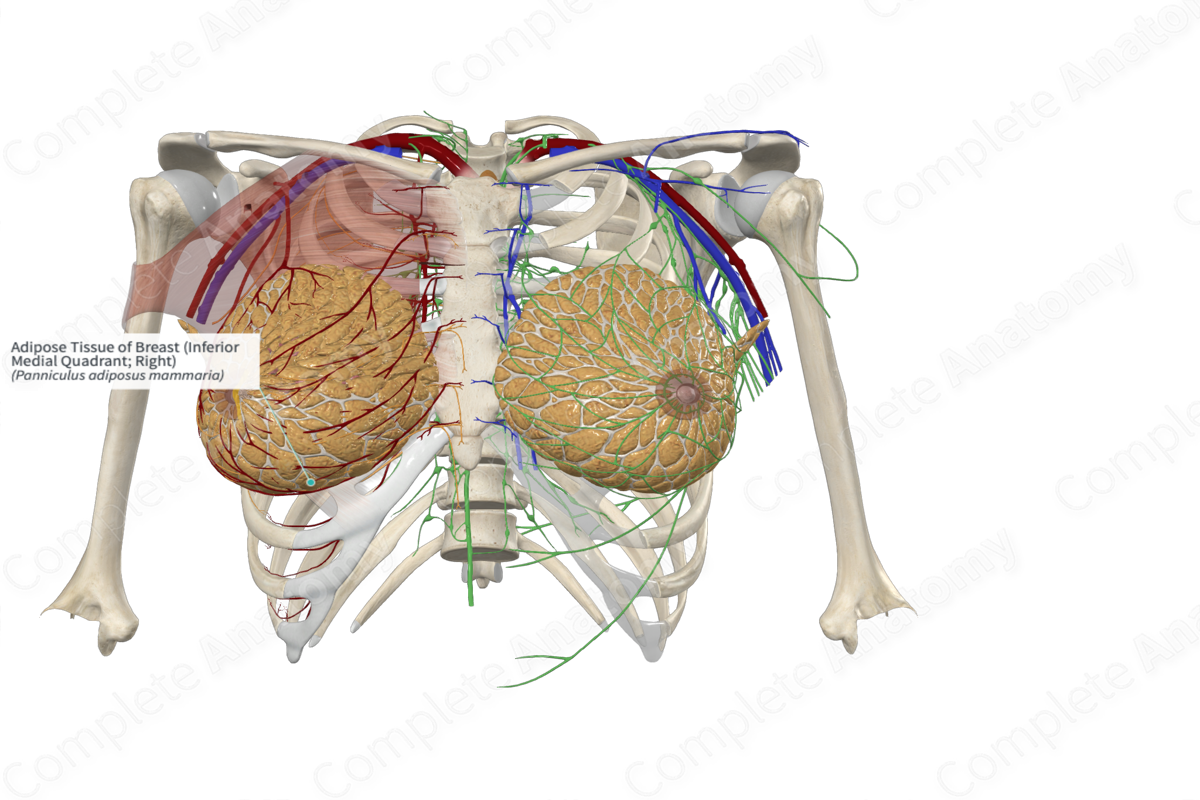 Adipose Tissue Of Breast Inferior Medial Quadrant Right Complete Anatomy