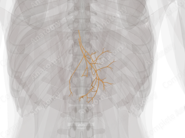 Vagal Part of Autonomic Division | Complete Anatomy