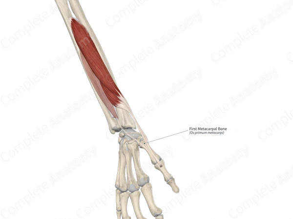 First Metacarpal Definition Location Anatomy Diagram Hamate Bone