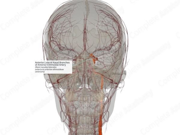 Anterior Lateral Nasal Branches of Anterior Ethmoidal Artery (Right ...