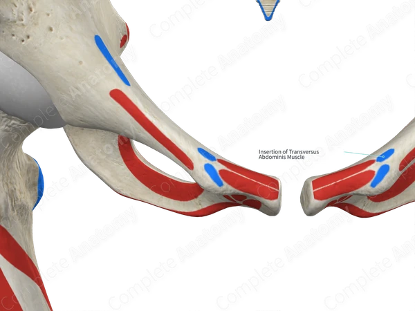 Insertion of Transversus Abdominis Muscle | Complete Anatomy