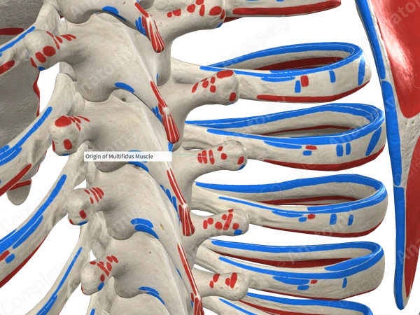 Origin of Multifidus Muscle | Complete Anatomy
