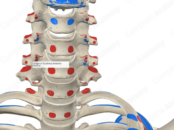 Origin of Scalenus Anterior Muscle | Complete Anatomy