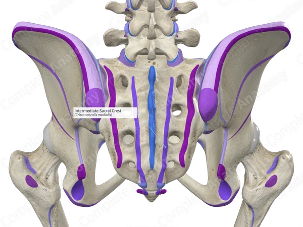 Intermediate Sacral Crest (Right) | Complete Anatomy