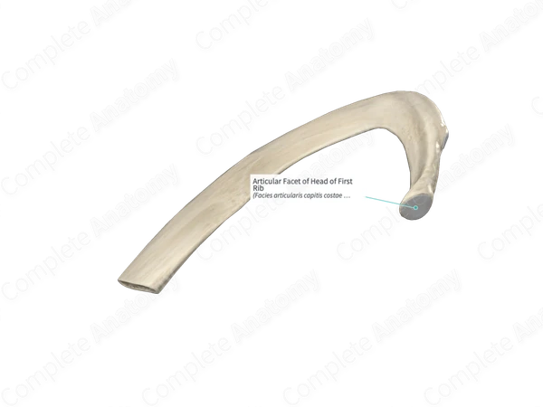 Articular Facet of Head of First Rib | Complete Anatomy