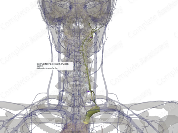 Intervertebral Veins (Cervical; Right) | Complete Anatomy