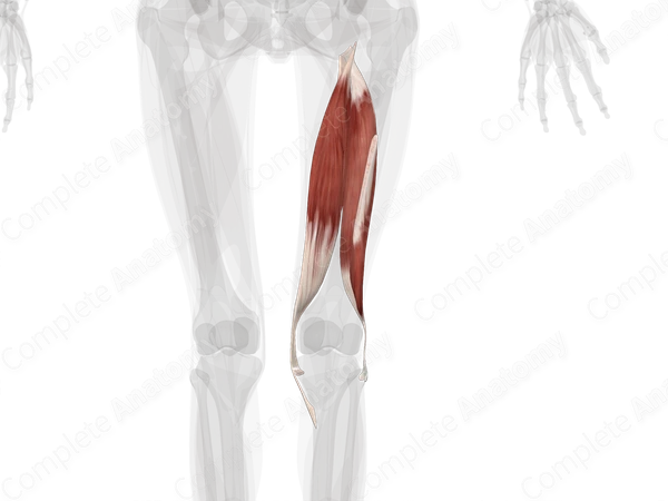 Posterior Compartment of Thigh (Left) | Complete Anatomy