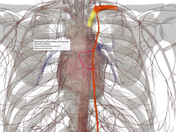 Mediastinal Branches of Internal Thoracic Artery (Right) | Complete Anatomy