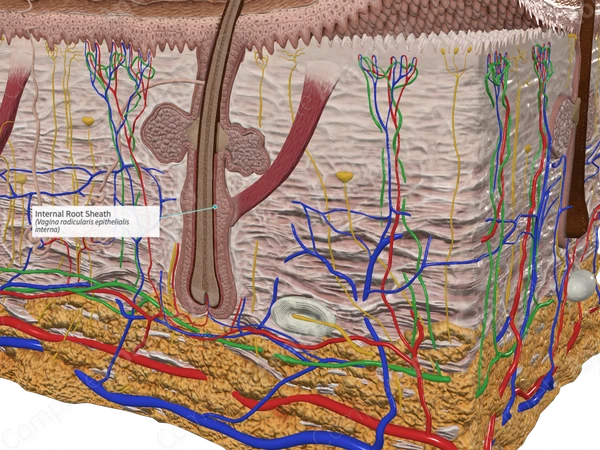Internal Root Sheath | Complete Anatomy