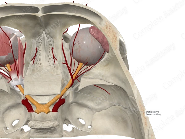 Optic Nerve Diagram Pathologies