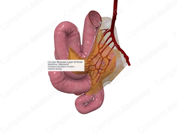 Circular Muscular Layer of Small intestine (Jejunum) | Complete Anatomy