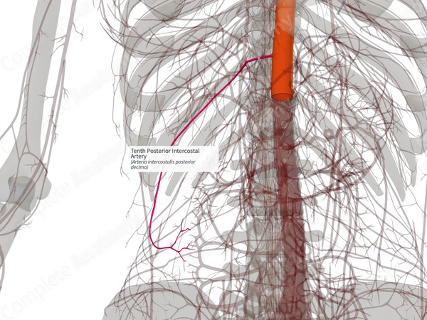 Tenth Posterior Intercostal Artery (Right) | Complete Anatomy
