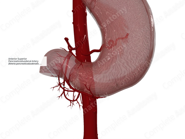 Anterior Superior Pancreaticoduodenal Artery | Complete Anatomy