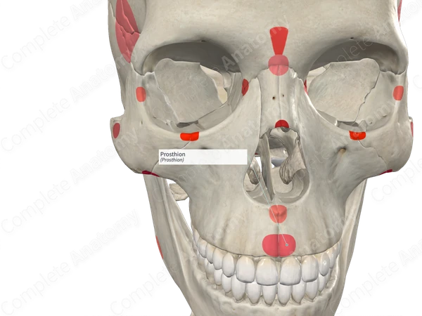Prosthion | Complete Anatomy