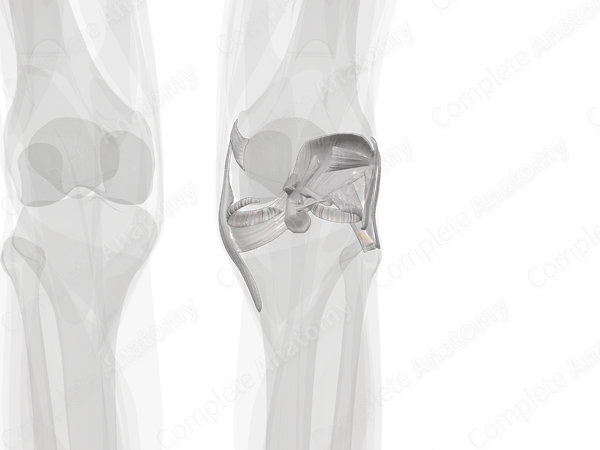 Ligaments of Knee Joint (Left) | Complete Anatomy