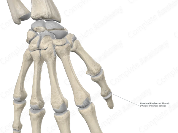Proximal Phalanx of Thumb | Complete Anatomy