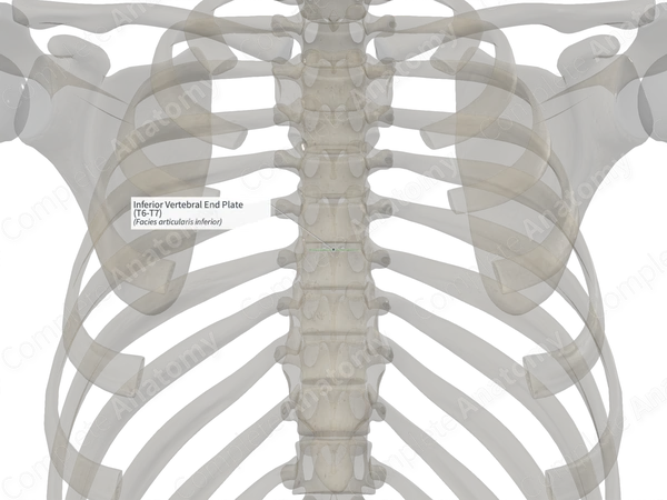 Inferior Vertebral End Plate (T6-T7) | Complete Anatomy