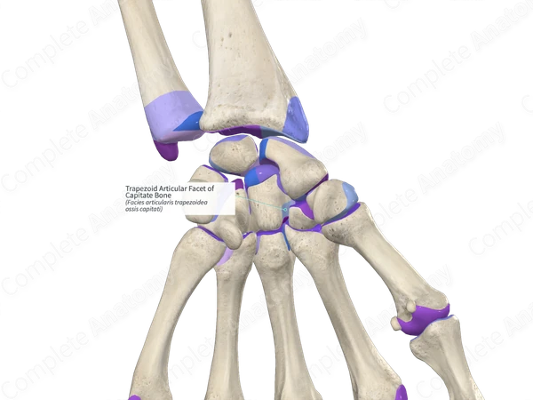 Trapezoid Articular Facet of Capitate Bone | Complete Anatomy