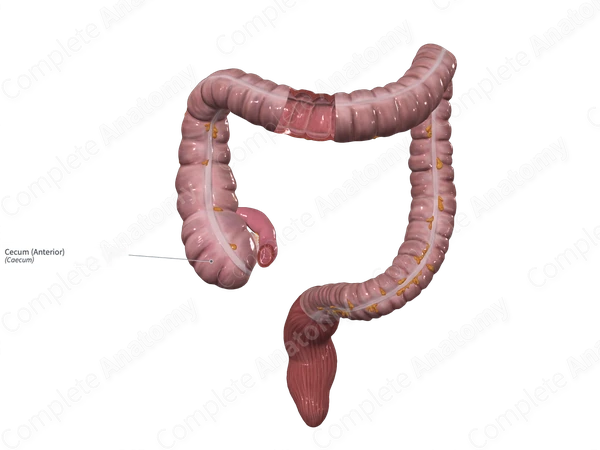 Cecum