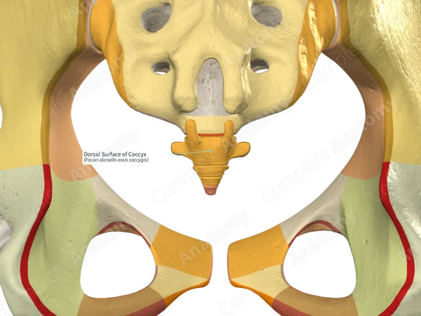 Dorsal Surface of Coccyx | Complete Anatomy