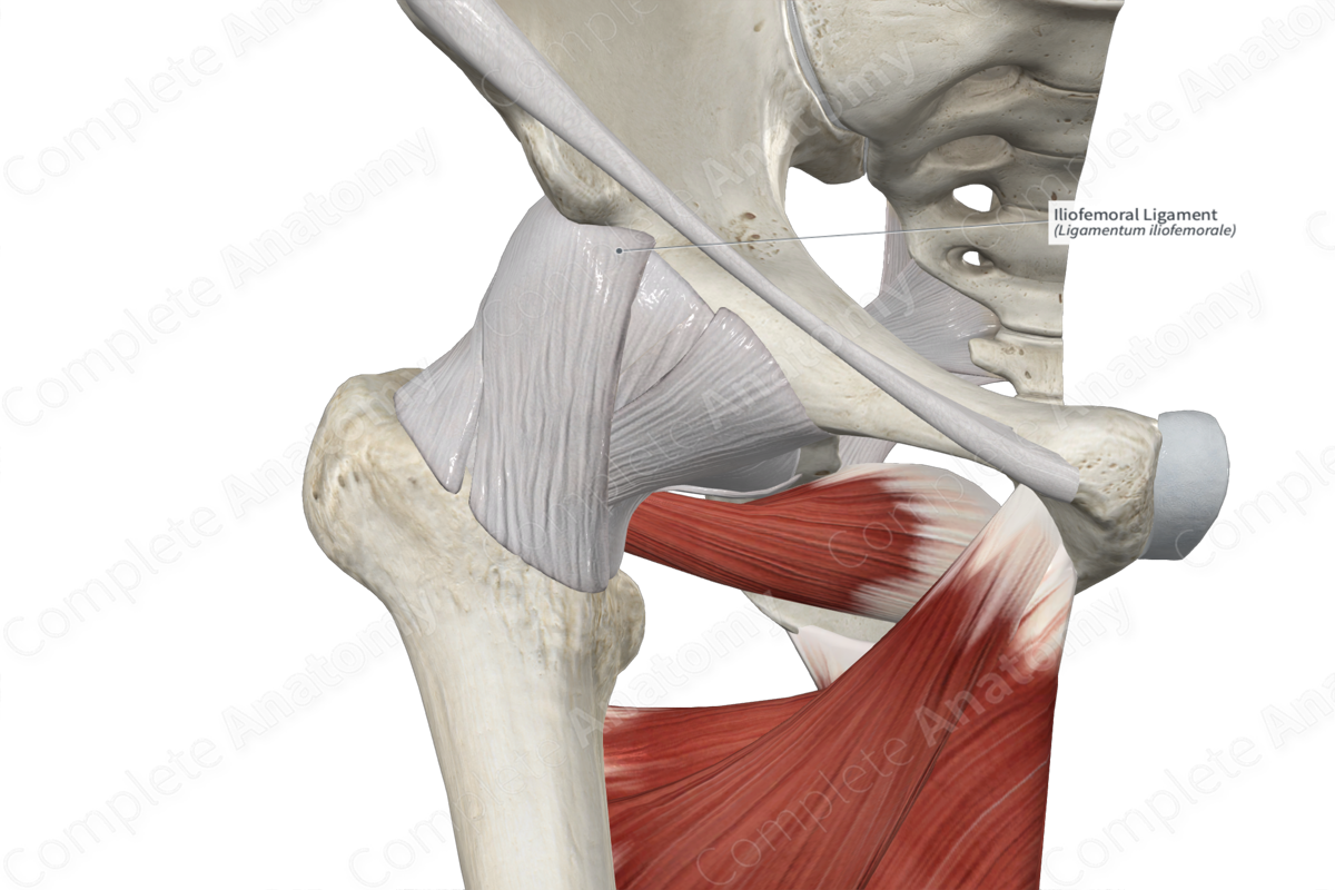 Iliofemoral Ligament Complete Anatomy