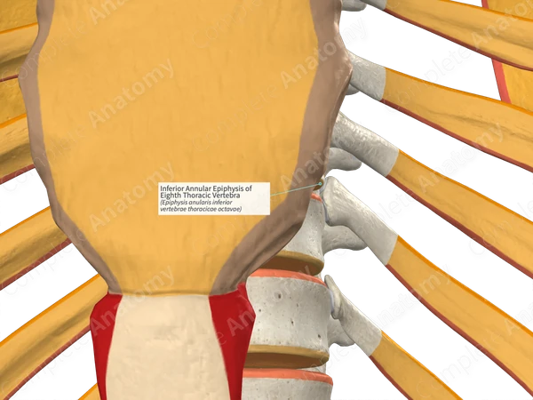 Inferior Annular Epiphysis of Eighth Thoracic Vertebra | Complete Anatomy