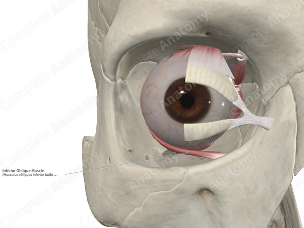 Inferior Oblique Muscle | Complete Anatomy