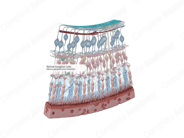Retinal Ganglion Cells | Complete Anatomy
