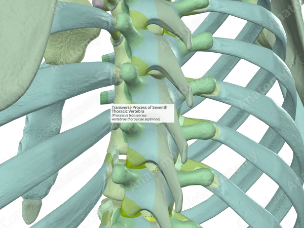 Transverse Process of Seventh Thoracic Vertebra (Right) | Complete Anatomy