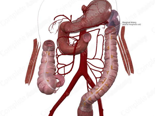 Marginal Artery | Complete Anatomy