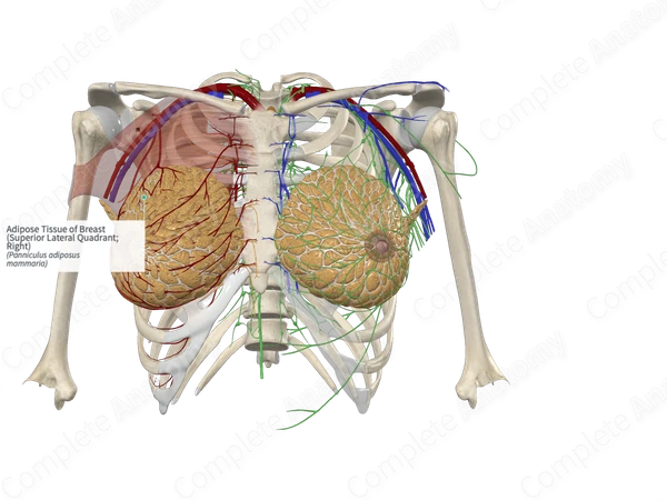 Adipose Tissue of Breast (Superior Lateral Quadrant; Right) | Complete ...