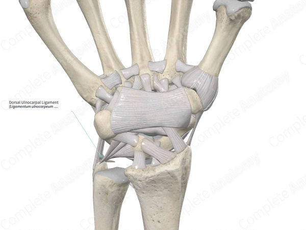 Wrist Dorsal Ligaments