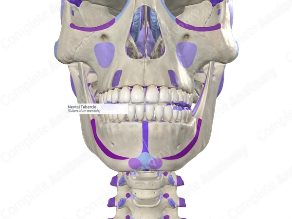 Mental Tubercle (Left) | Complete Anatomy