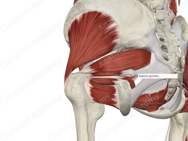 Superior Gemellus Muscle | Complete Anatomy