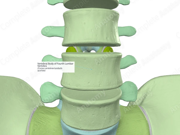 Vertebral Body of Fourth Lumbar Vertebra | Complete Anatomy