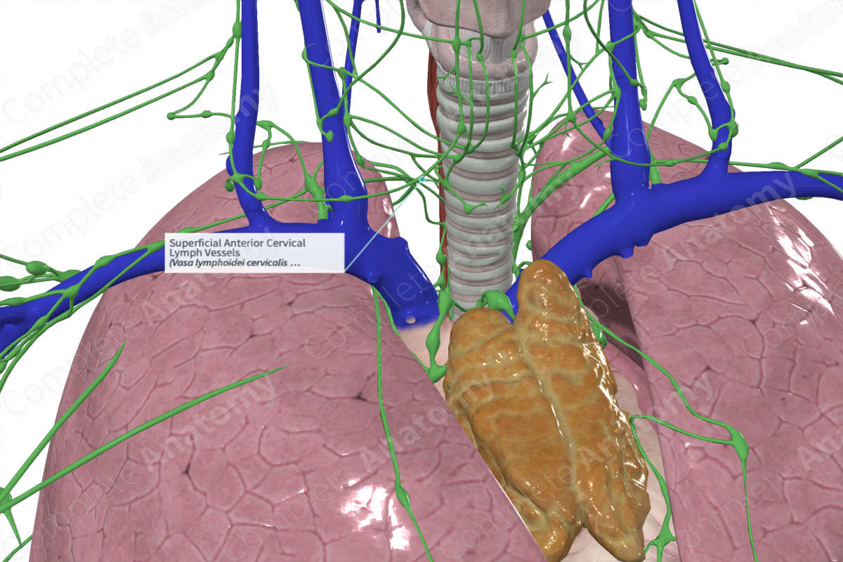 Superficial Anterior Cervical Lymph Vessels Complete Anatomy
