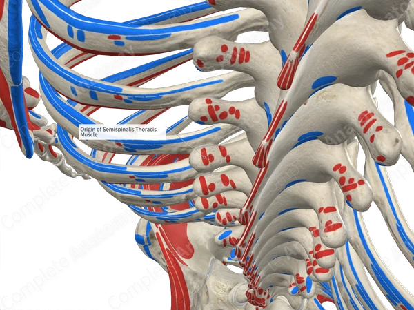 Origin of Semispinalis Thoracis Muscle | Complete Anatomy