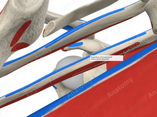 Insertion of Innermost Intercostal Muscles | Complete Anatomy