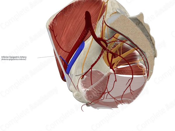 Pubic Branch Of Inferior Epigastric Artery Complete Anatomy