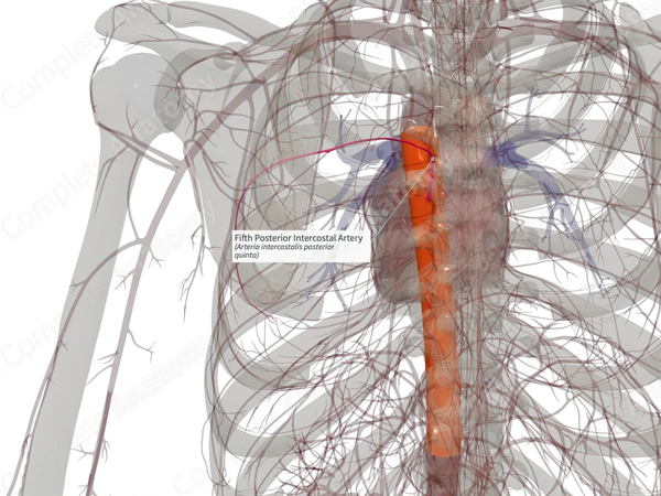 Fifth Posterior Intercostal Artery (Right) | Complete Anatomy
