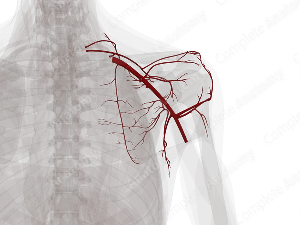 Arteries of Pectoral, Scapular, and Deltoid Regions (Left) | Complete ...