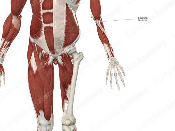 Supinator | Complete Anatomy