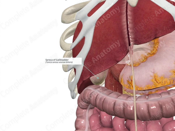 Surface Anatomy Of Gallbladder